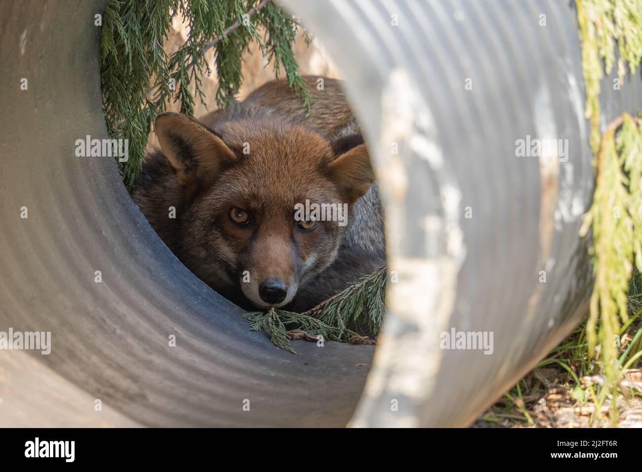 Red fox beautiful animal hi-res stock photography and images - Alamy