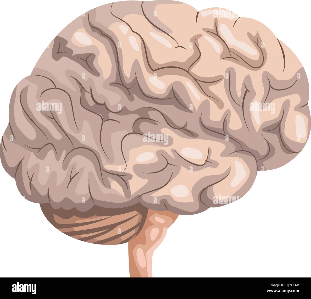 Realistic vector human brain model hi-res stock photography and images ...