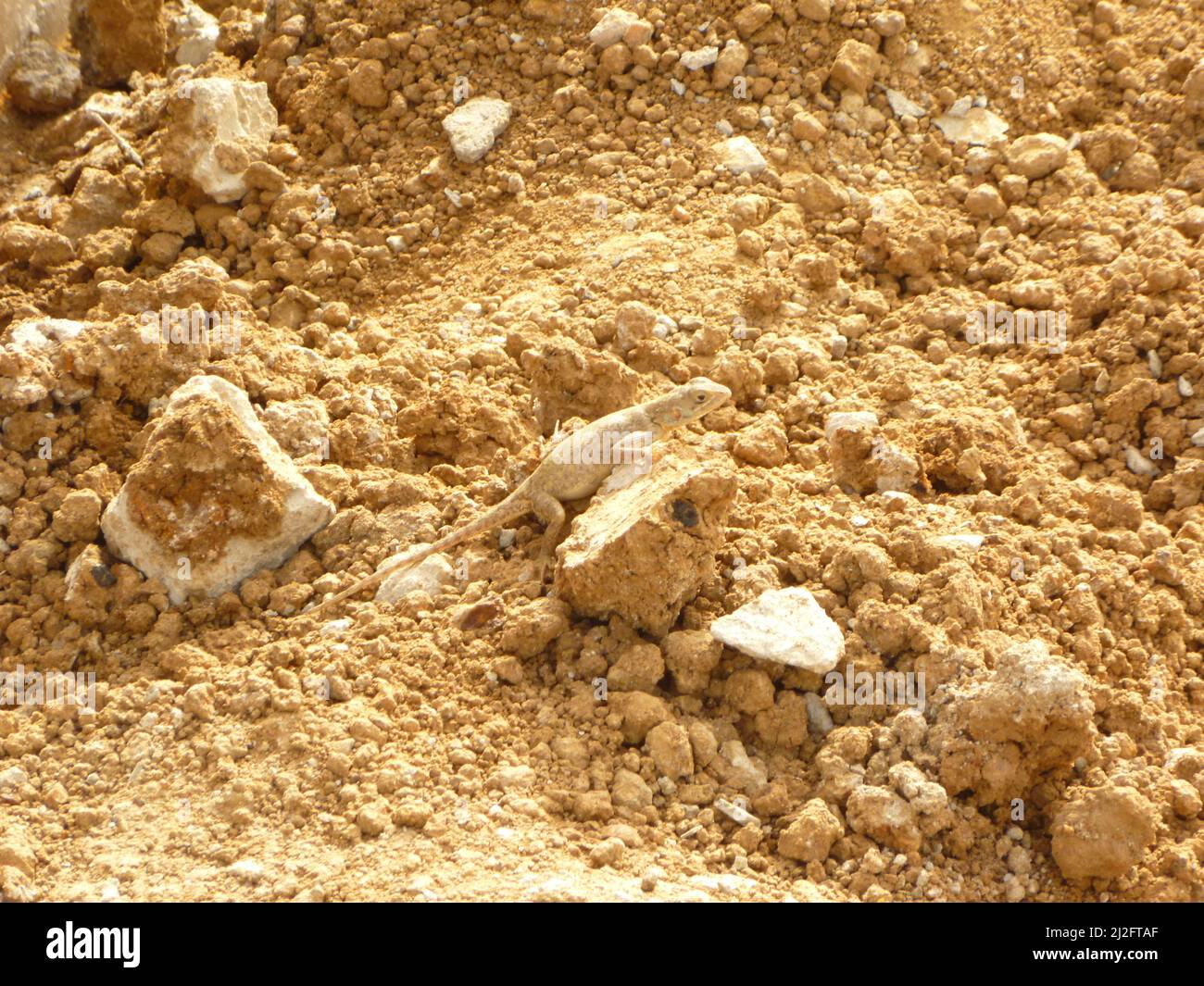A lizard with the same color of rocks standing on it and making ...