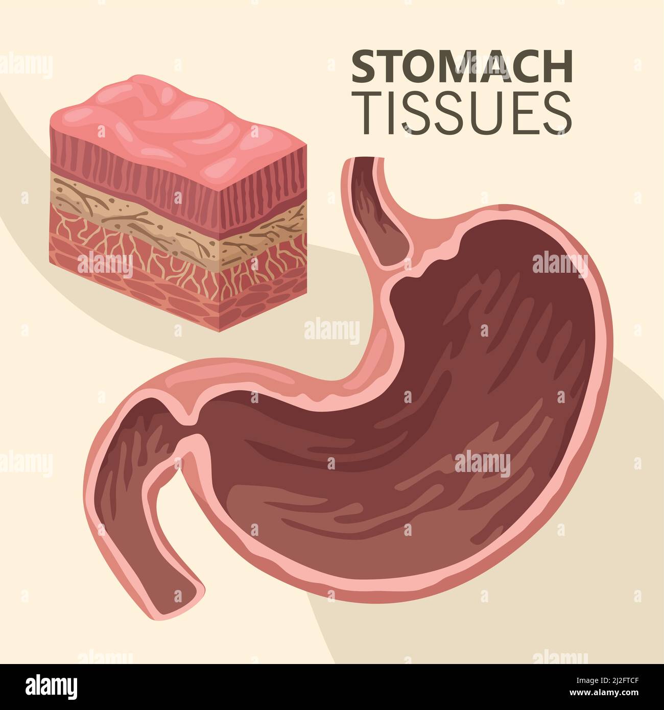 stomach tissues realistic organ Stock Vector Image & Art - Alamy