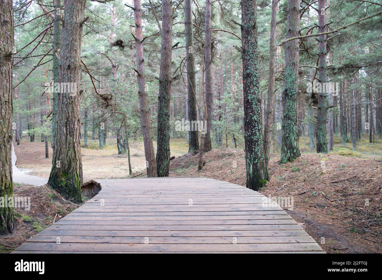 Fir avenue hi-res stock photography and images - Alamy