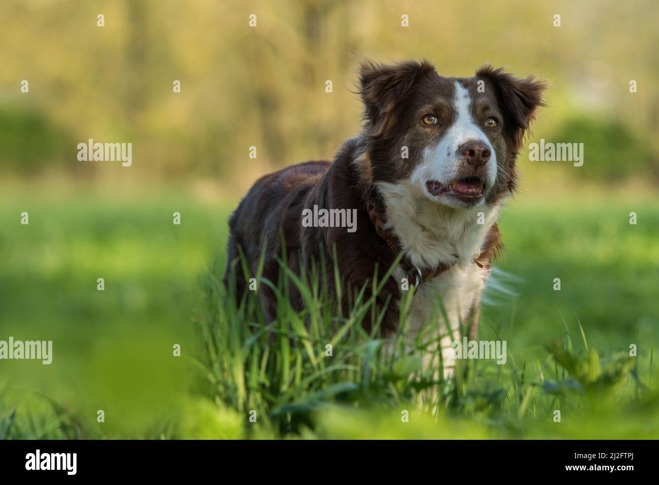Cross breed dog in a spring meadow Stock Photo - Alamy