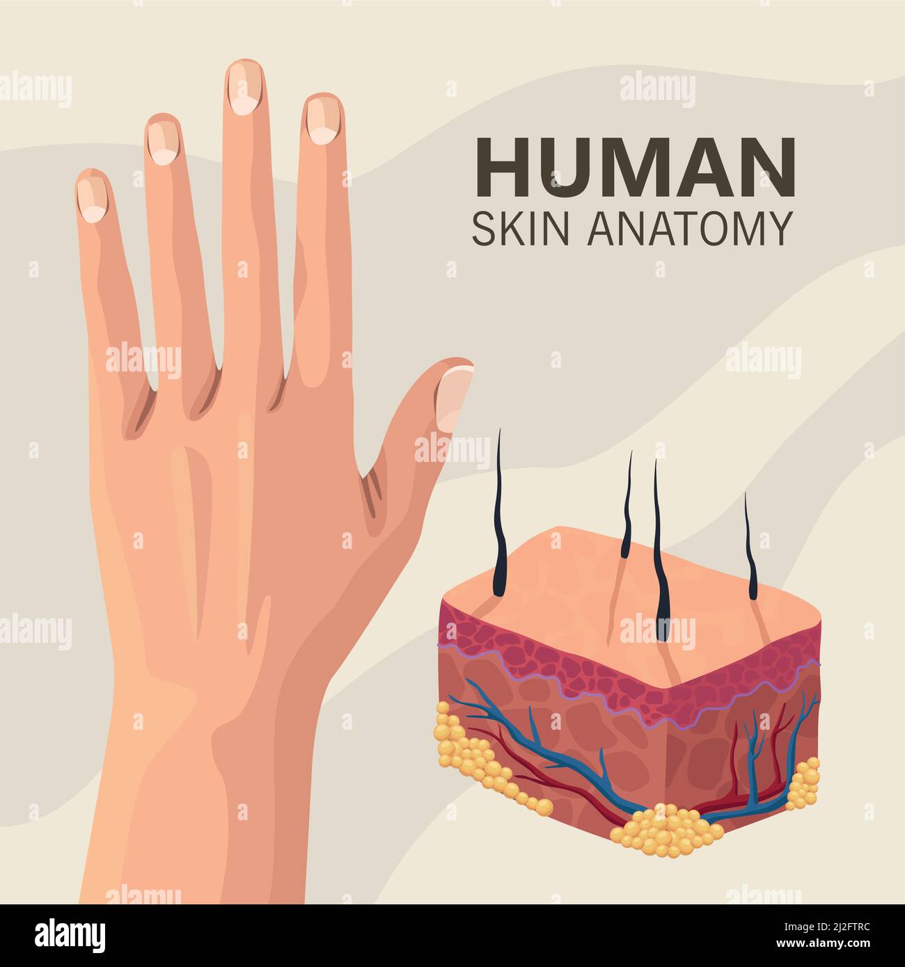 hand and human skin Stock Vector Image & Art - Alamy