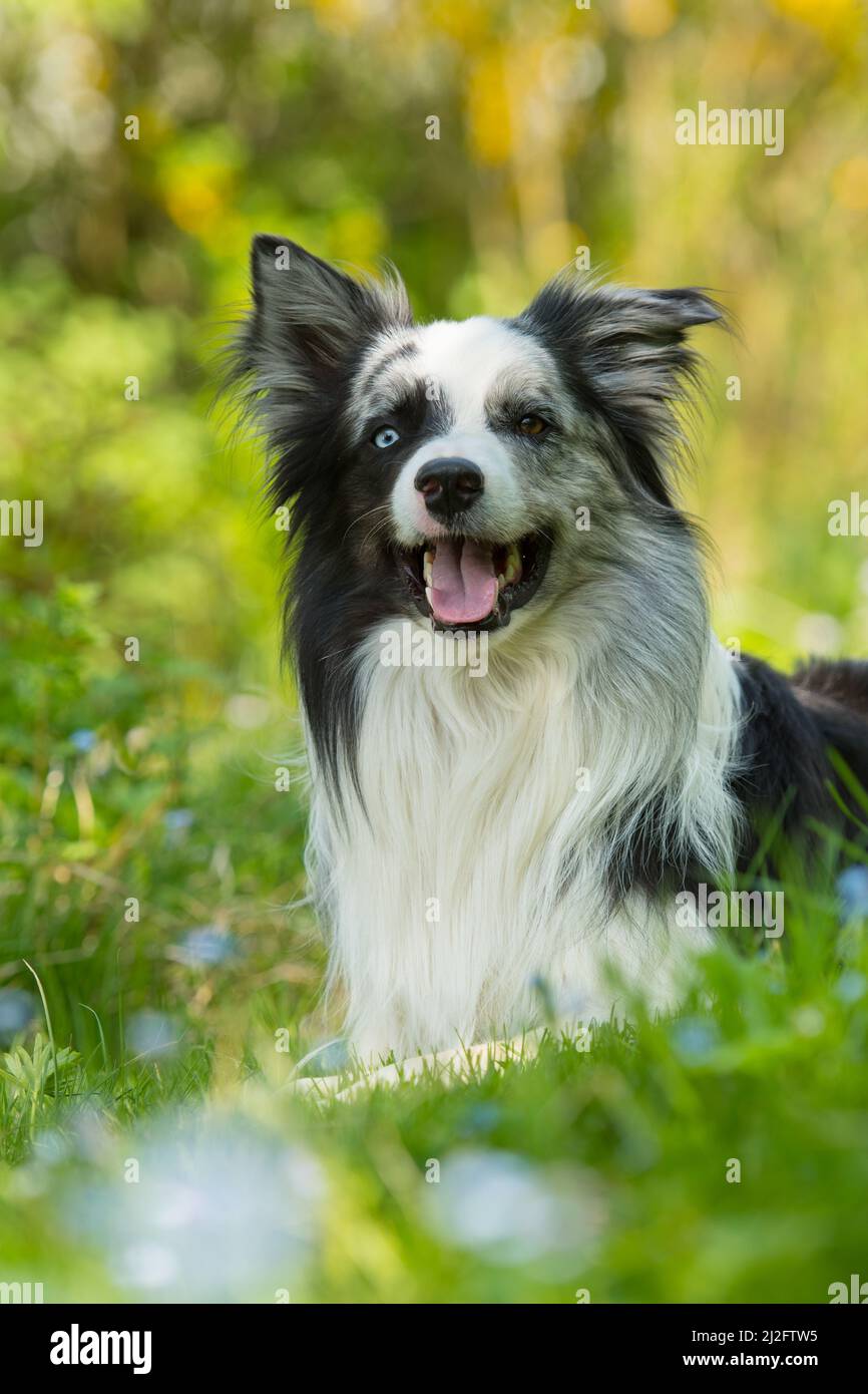 Border collie dog in a spring meadow Stock Photo - Alamy