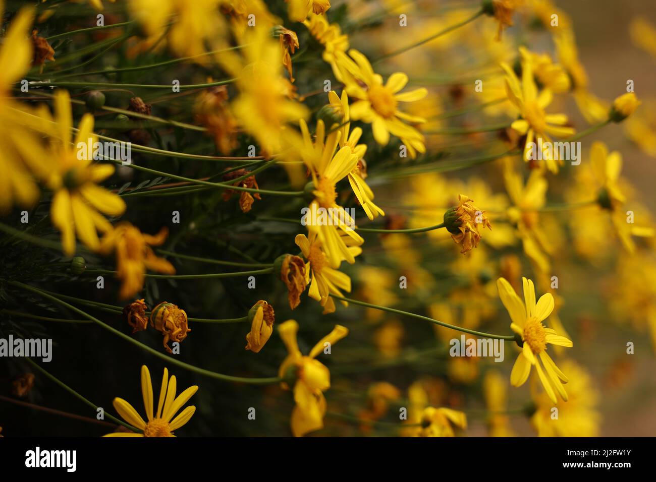 Colombine in bloom Stock Photo - Alamy