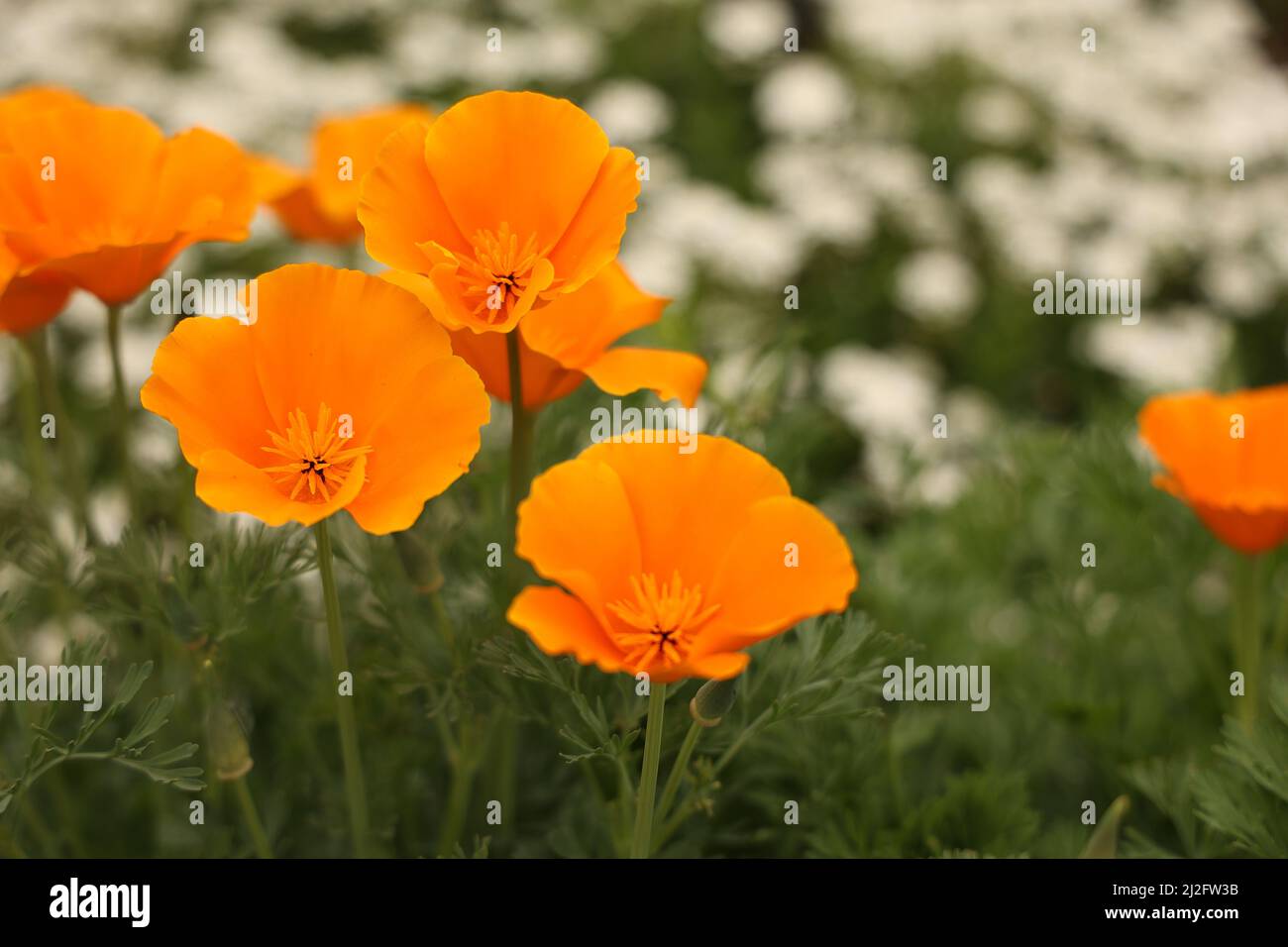 Orange poppys hi-res stock photography and images - Alamy