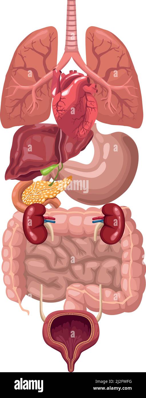 realistic human organs Stock Vector Image & Art - Alamy