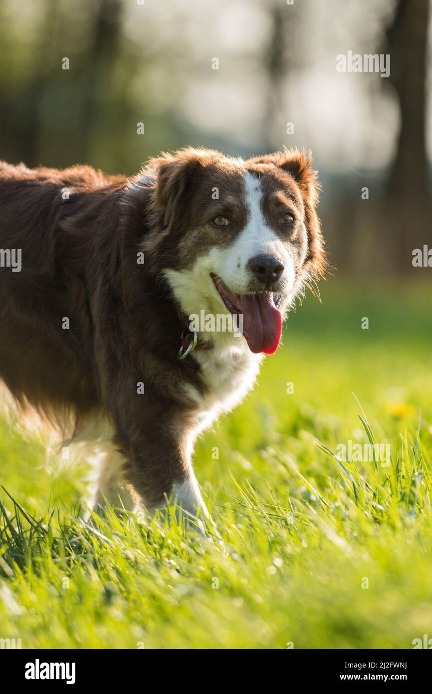 Cross breed dog in a spring meadow Stock Photo - Alamy