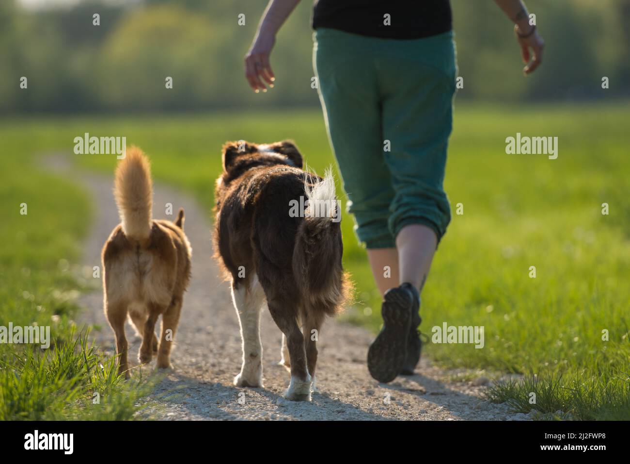 Walk with dogs in summer nature Stock Photo - Alamy