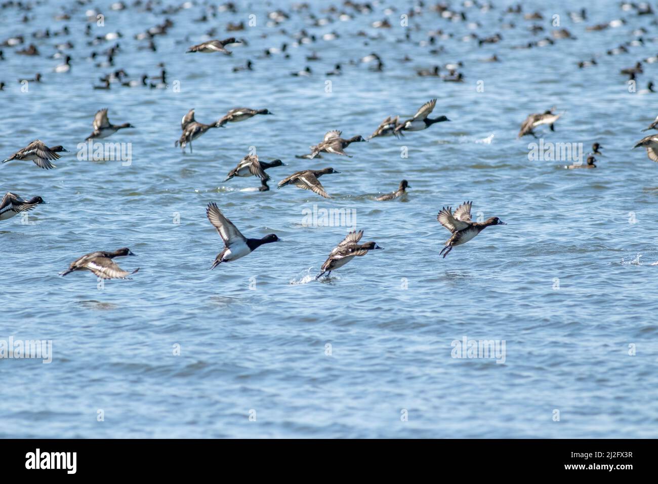 A wintering flock of lesser scaups take off from a saltwater bay in ...
