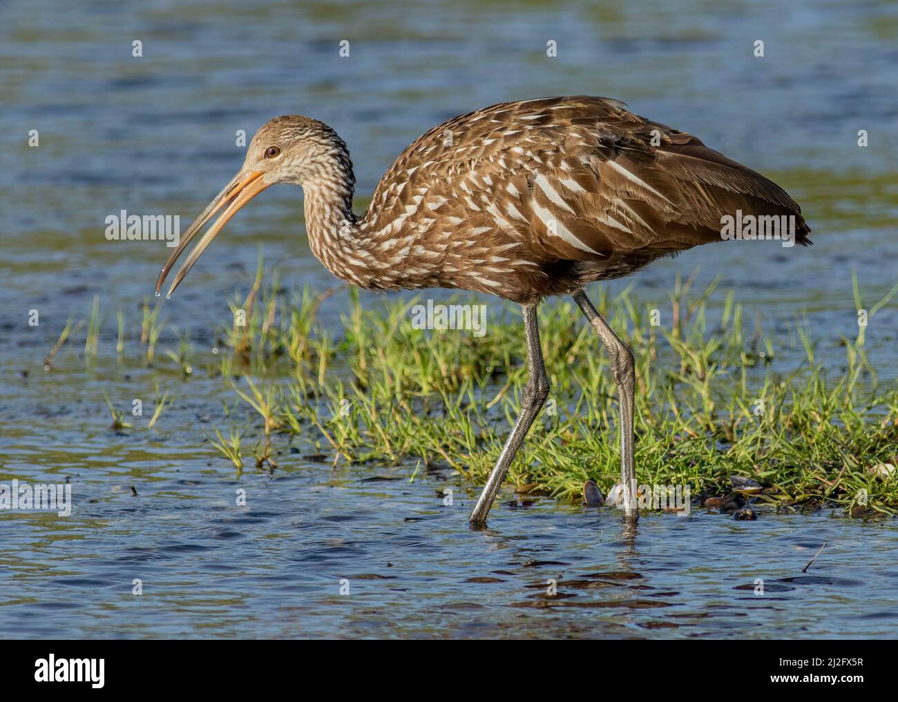 Snails with wings hi-res stock photography and images - Alamy