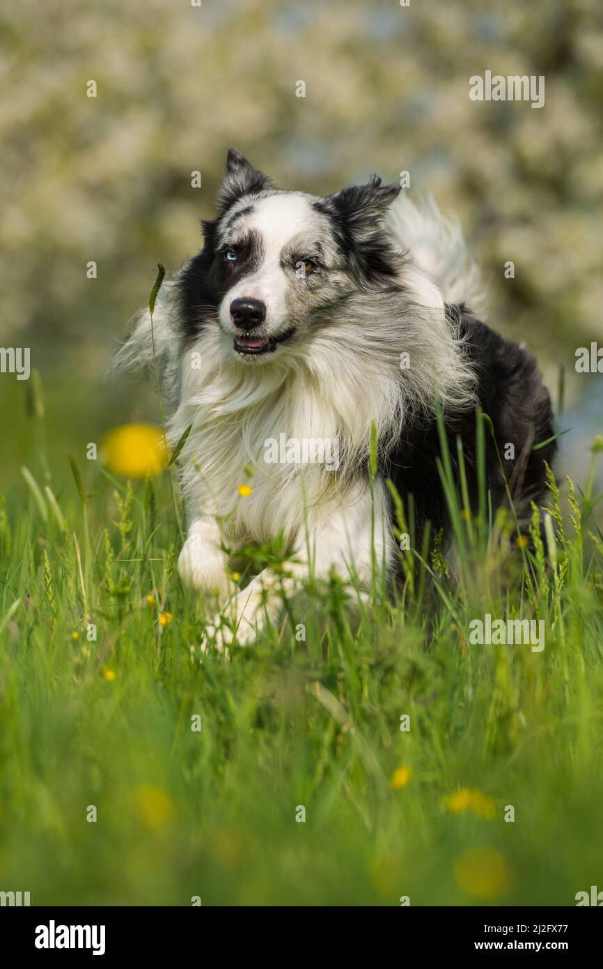 Border collie dog in a spring meadow Stock Photo - Alamy