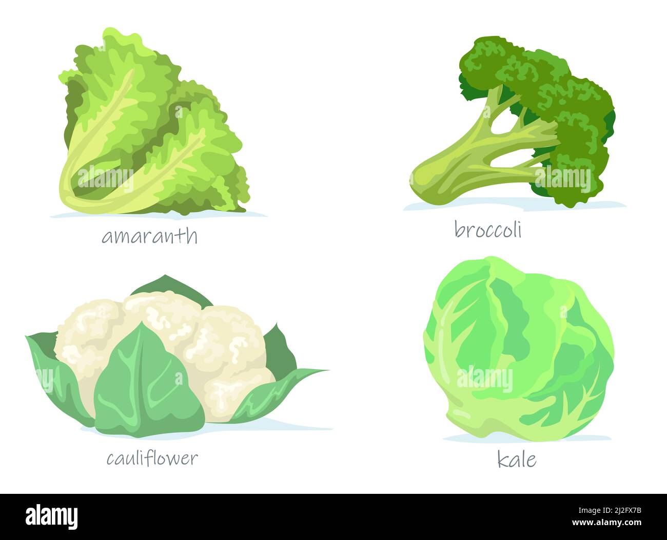 Variety of cabbage flat pictures collection. Cartoon green broccoli ...