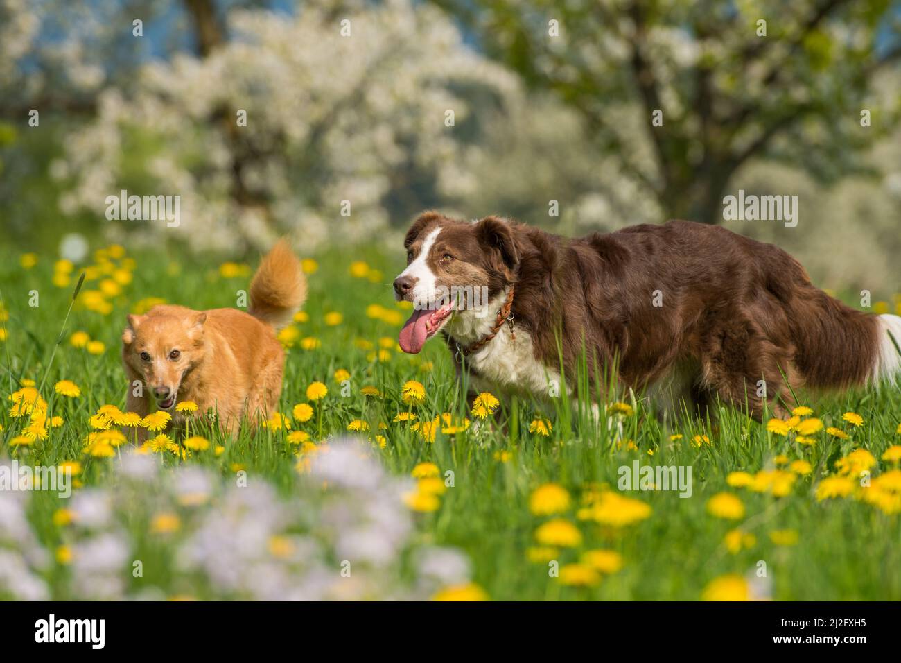 Cross breed dogs hi-res stock photography and images - Alamy
