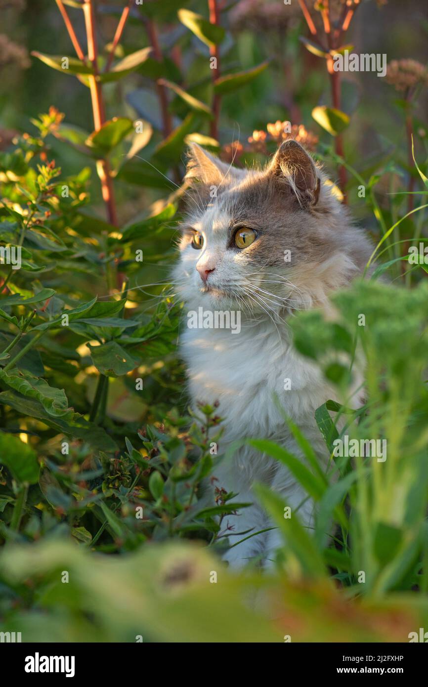 Emotional pet having fun outdoor. Pet happiness concept. Crop of trendy ...