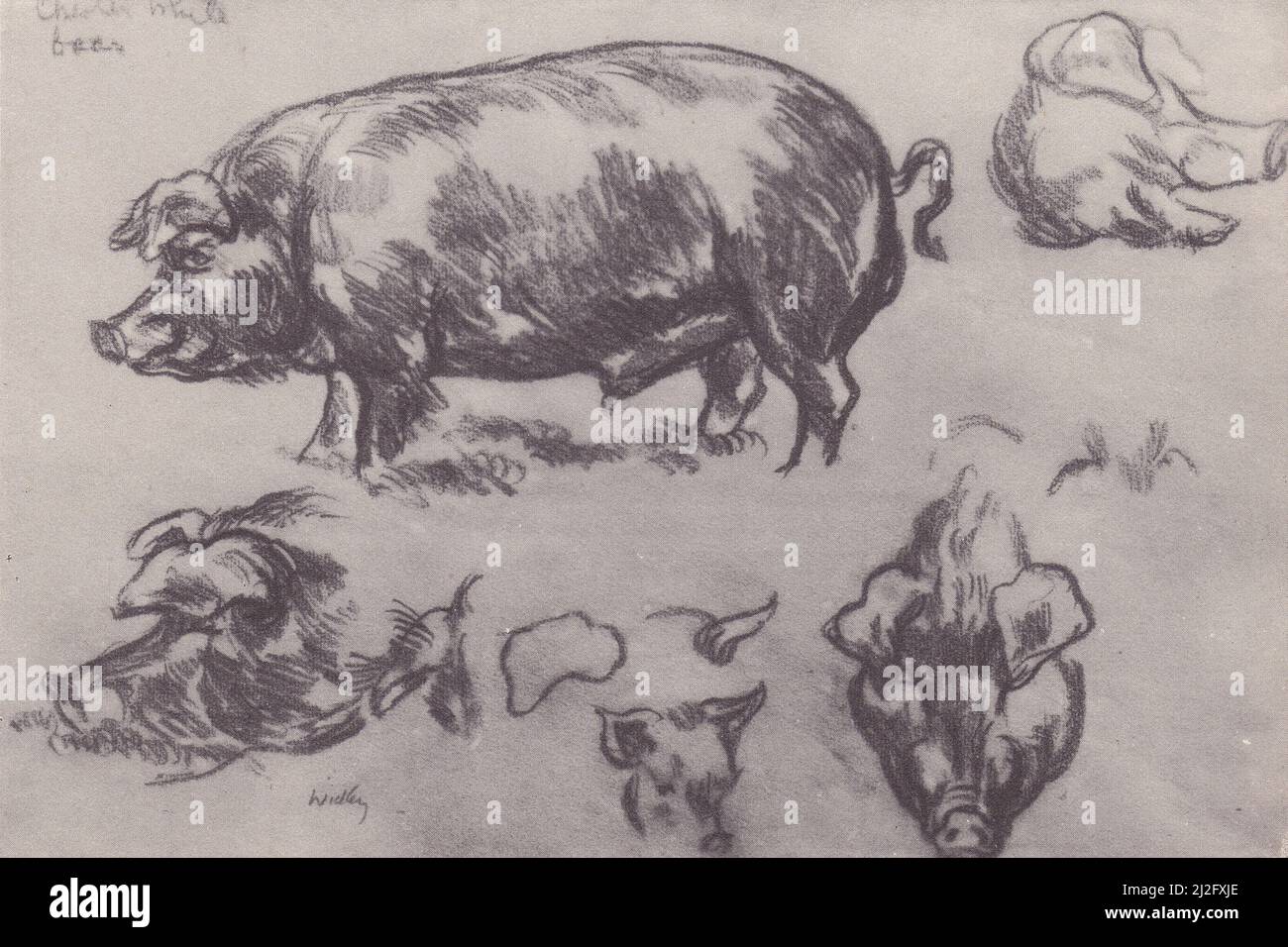 Drawing of Pigs by Harry Wickey Stock Photo - Alamy