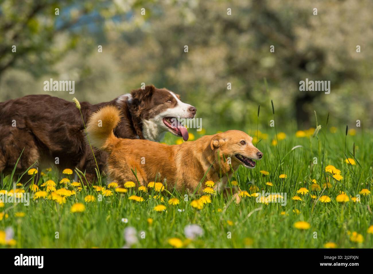 Cross breed dogs hi-res stock photography and images - Alamy