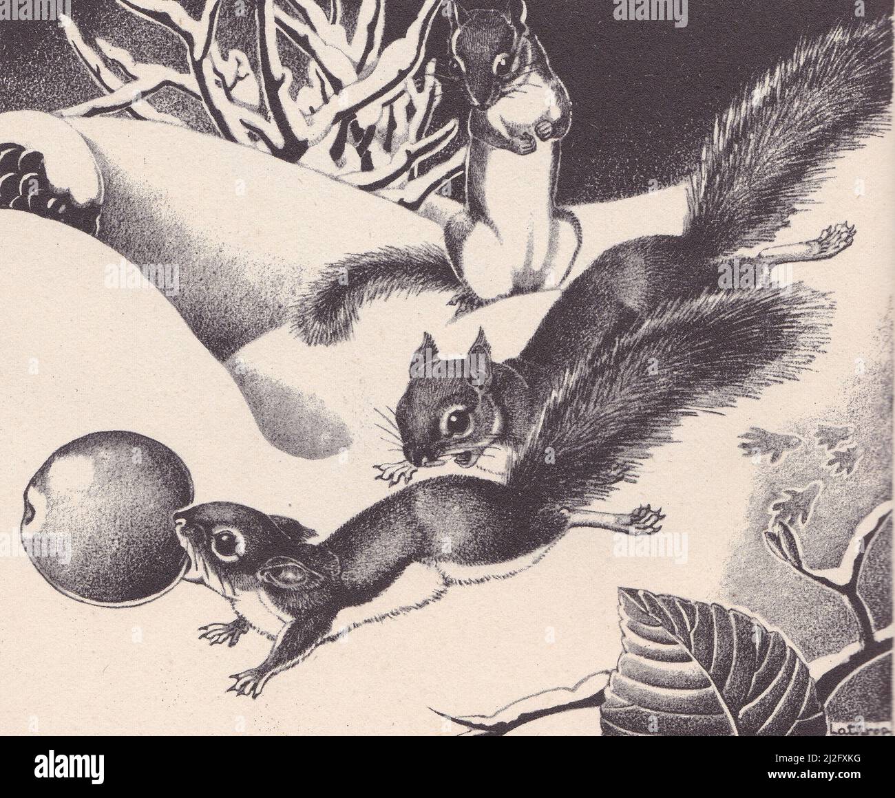 Drawing by Dorothy P. Lathrop for the children's book 'Who Goes There ... Drawing by Dorothy P. Lathrop for the children's book 'Who Goes There ...