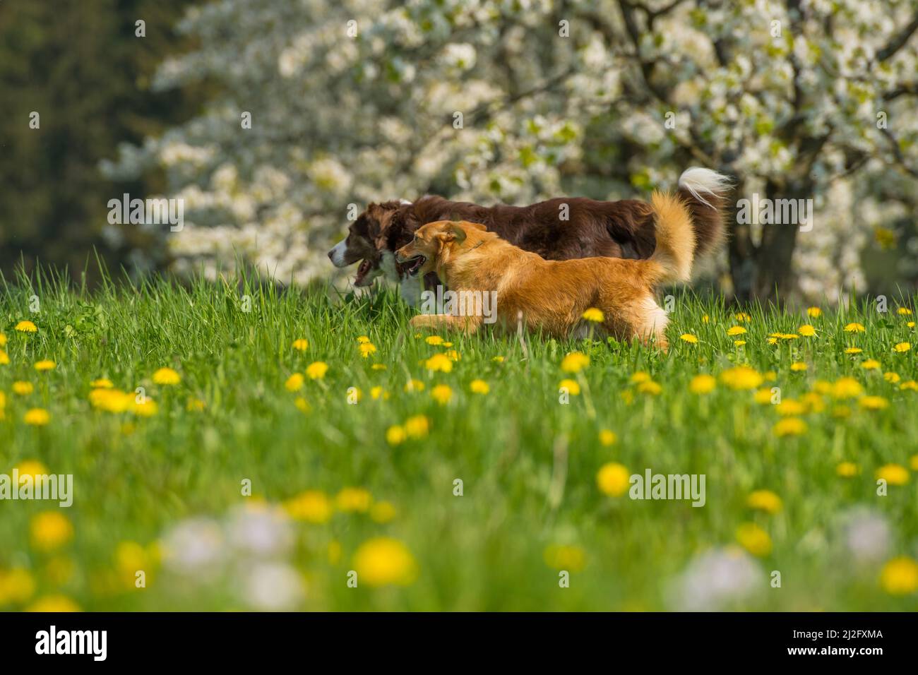 Cross breed dogs hi-res stock photography and images - Alamy