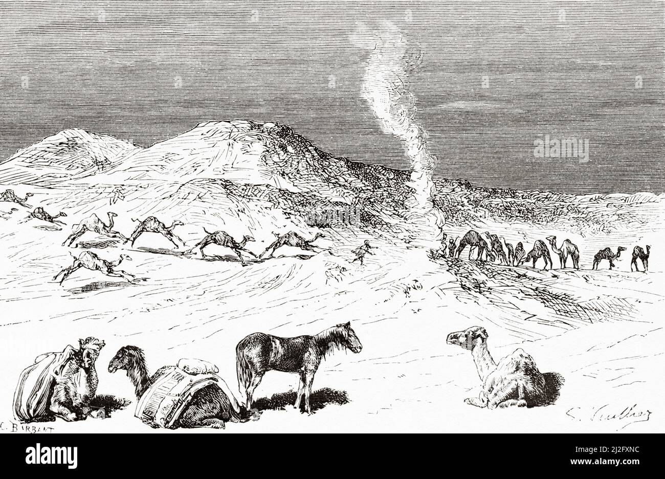 Camel stampede in the desert, Hail Region, Saudi Arabia. Pilgrimage to ...