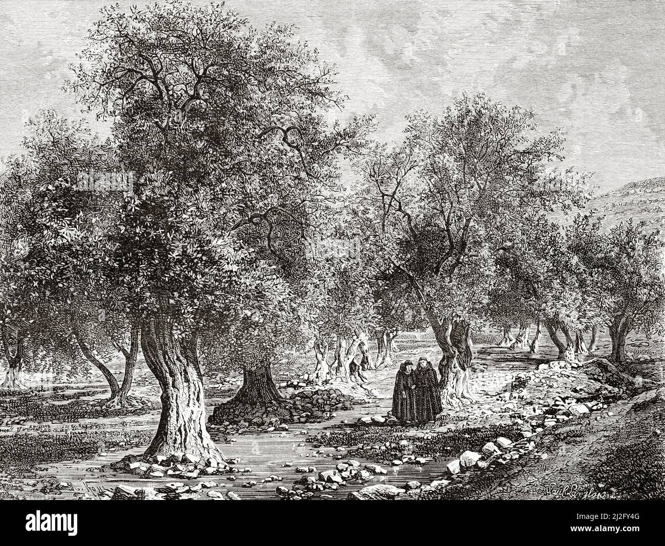 Ancient Olive Trees in the Garden of Gethsemane. Kidron Valley ...