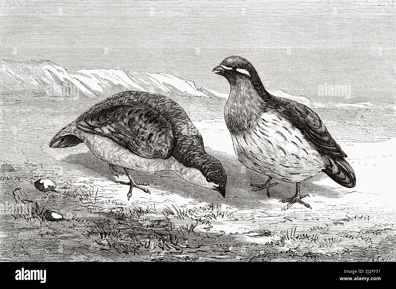 Ammoperdrix heyii hi-res stock photography and images - Alamy