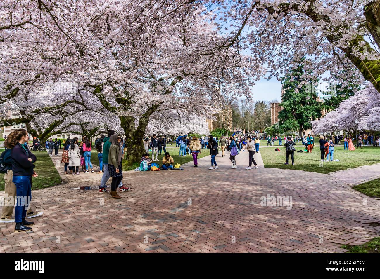 The quad university of washington hi-res stock photography and images ...
