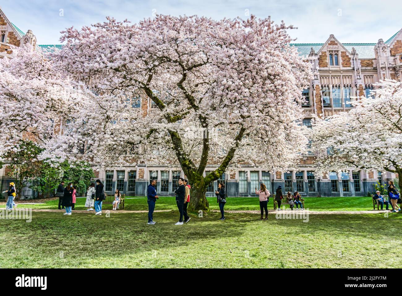Seattle WA., USA - MARCH 24 2022: University Of Washington Quad opens ...