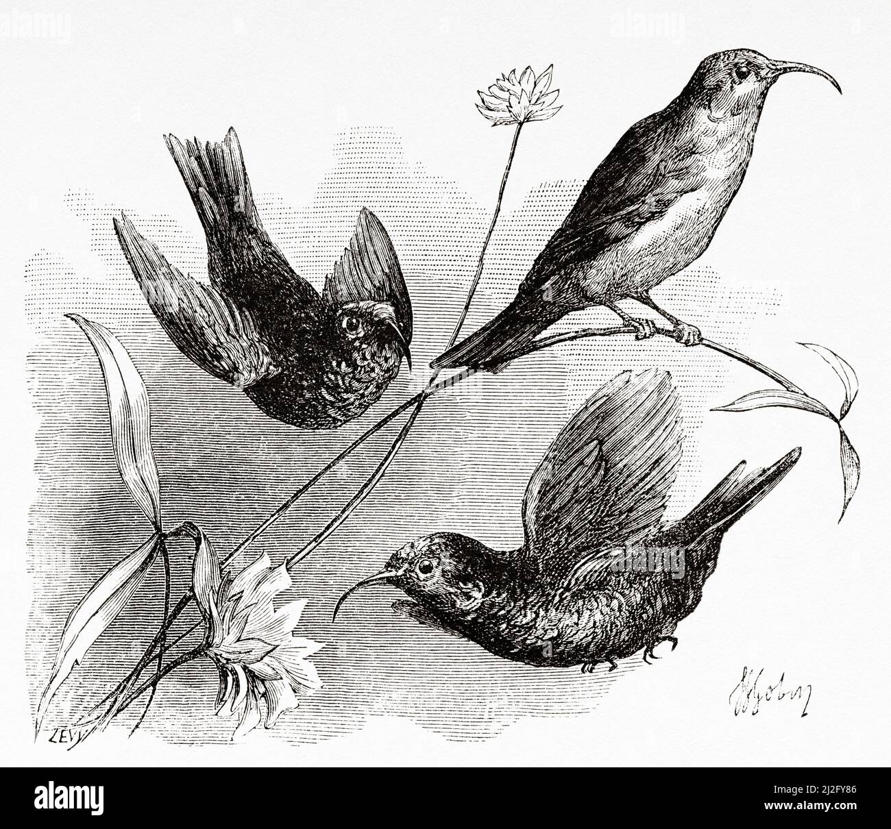 Palestine sunbird hi-res stock photography and images - Alamy