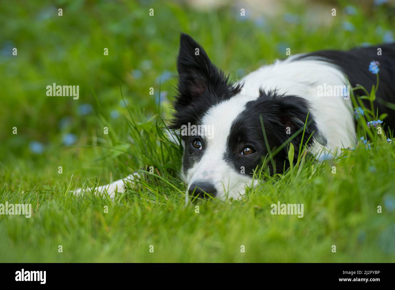 Border collie dog in a spring meadow Stock Photo - Alamy