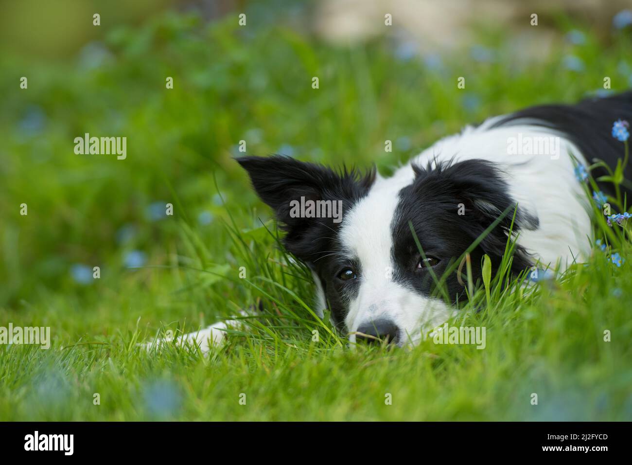 Border collie dog in a spring meadow Stock Photo - Alamy