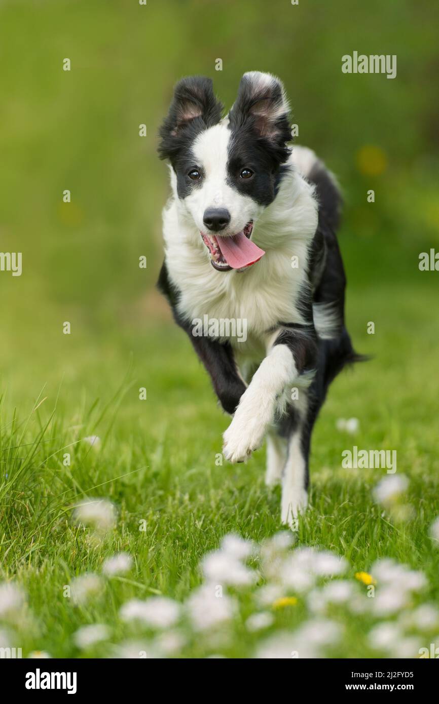 Border collie dog in a spring meadow Stock Photo - Alamy