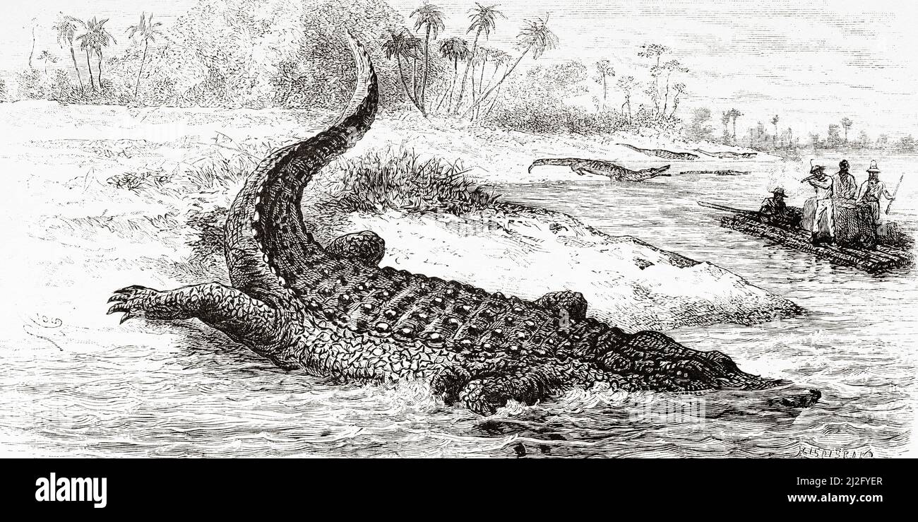 Large alligator, Guaviare river, Colombia. South America. Voyage of ...