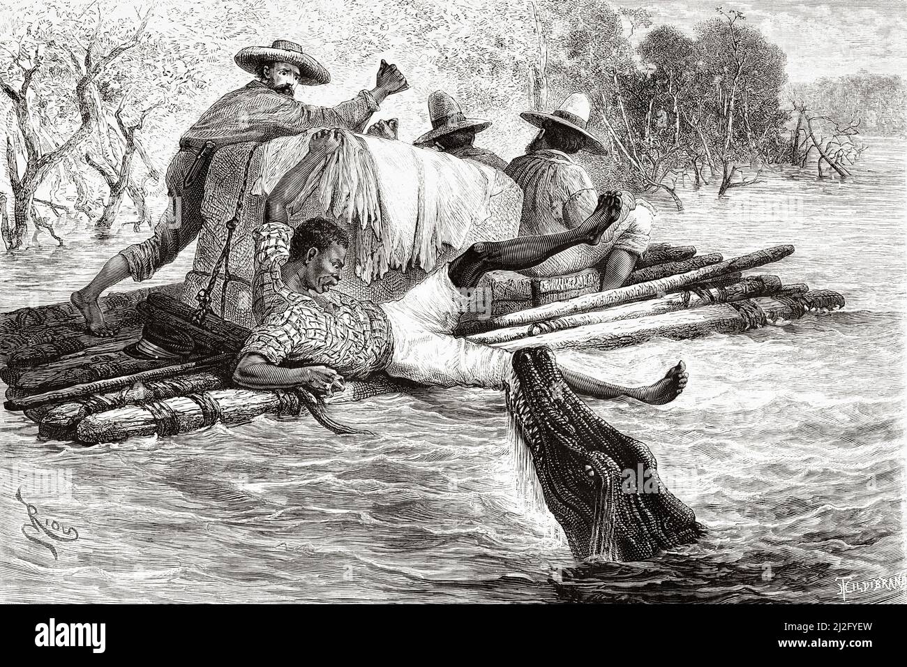 Attack of a large alligator, Guaviare river, Colombia. South America ...
