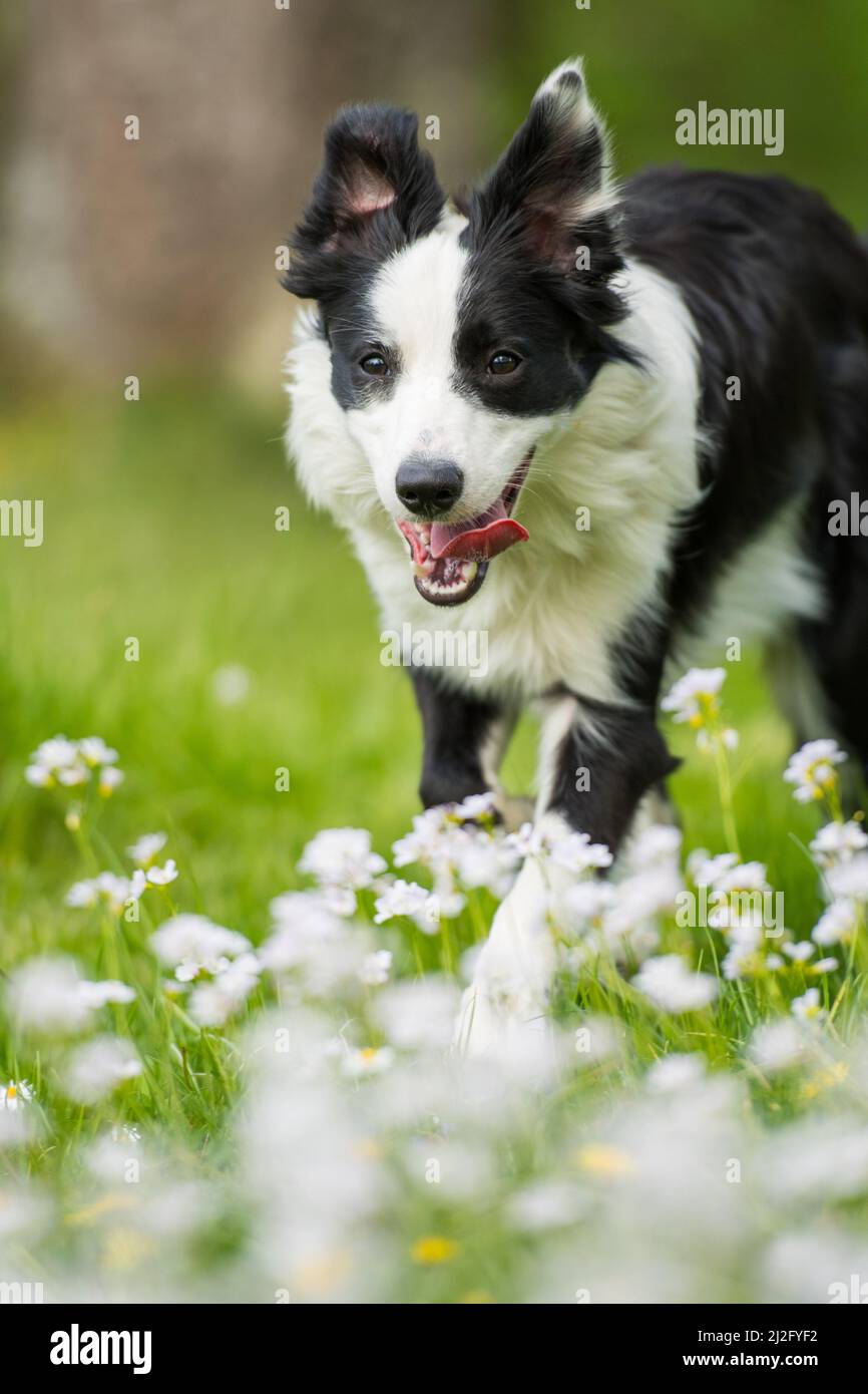 Border collie dog in a spring meadow Stock Photo - Alamy