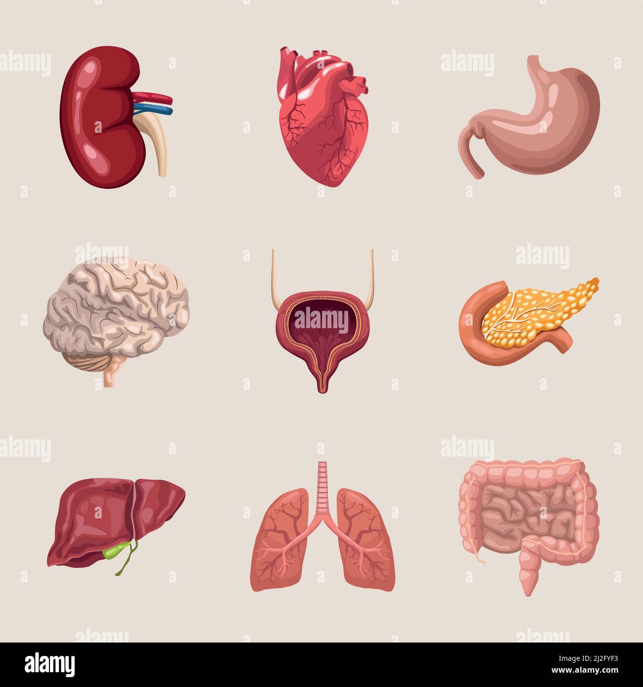 nine realistic human organs Stock Vector Image & Art - Alamy