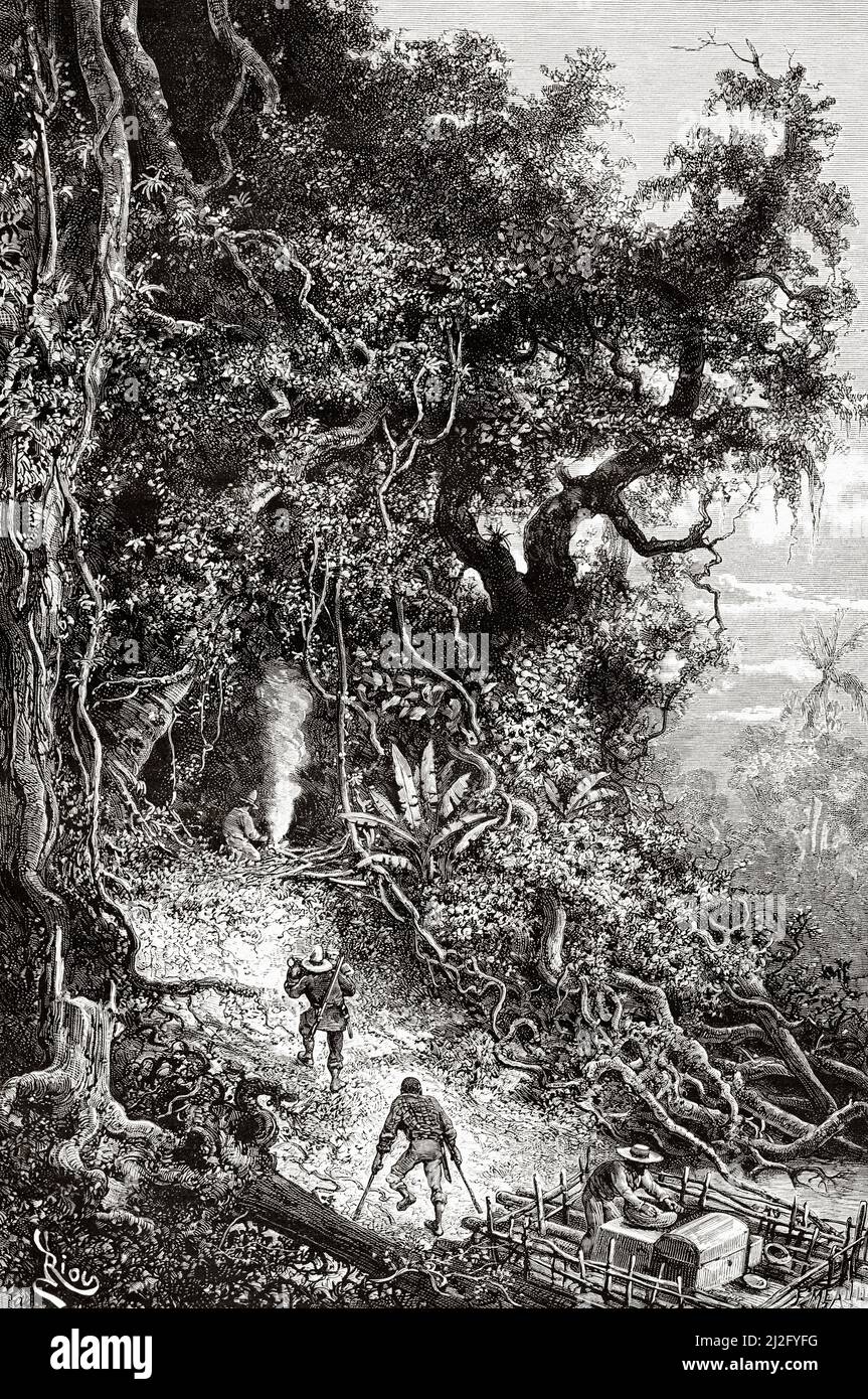 High bank of the Guaviare river, Colombia. South America. Voyage of ...