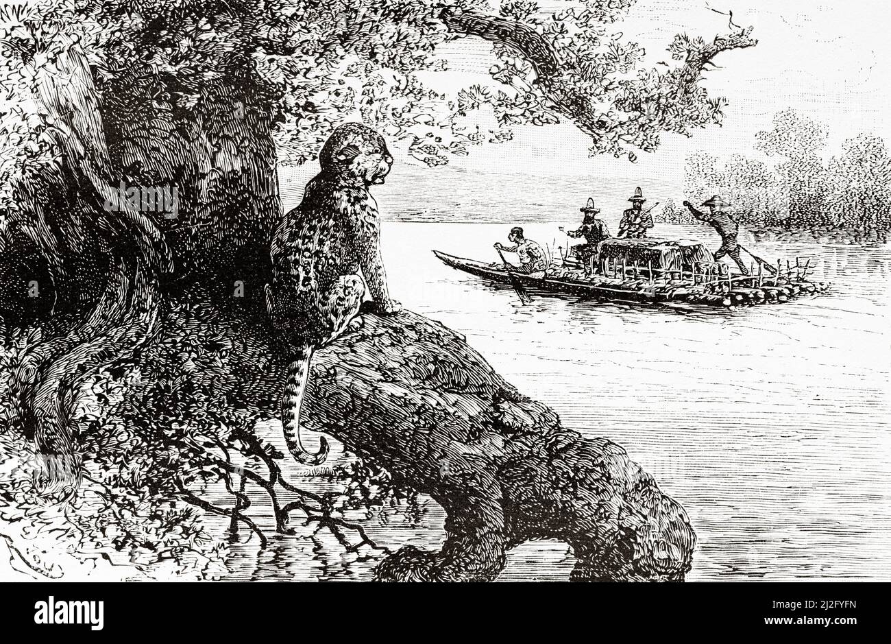 A jaguar on the banks of the Guaviare River, Colombia. South America ...