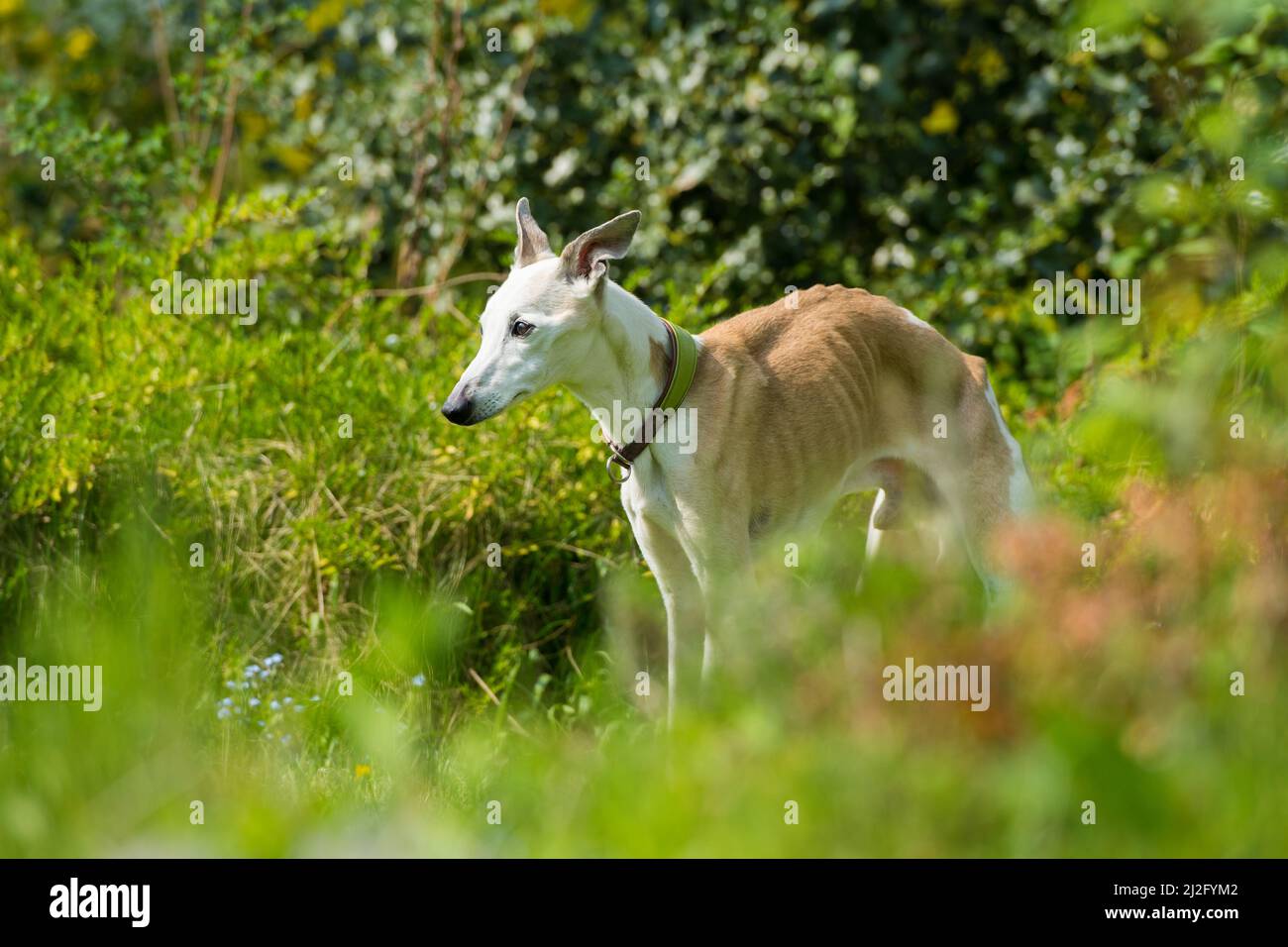 Old dog in the garden hi-res stock photography and images - Alamy