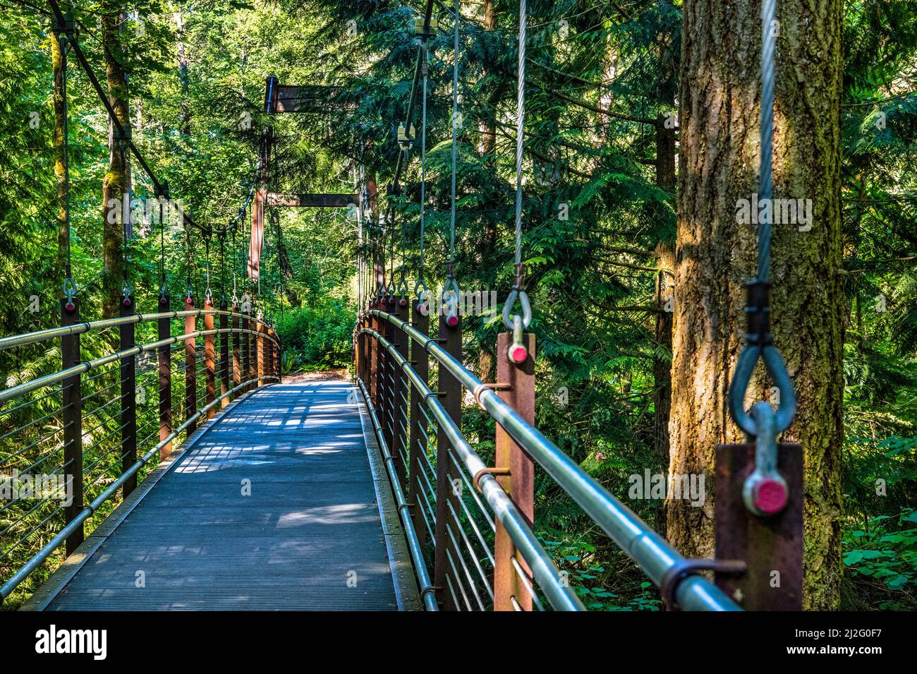 A suspension bridge in forest Stock Photo - Alamy