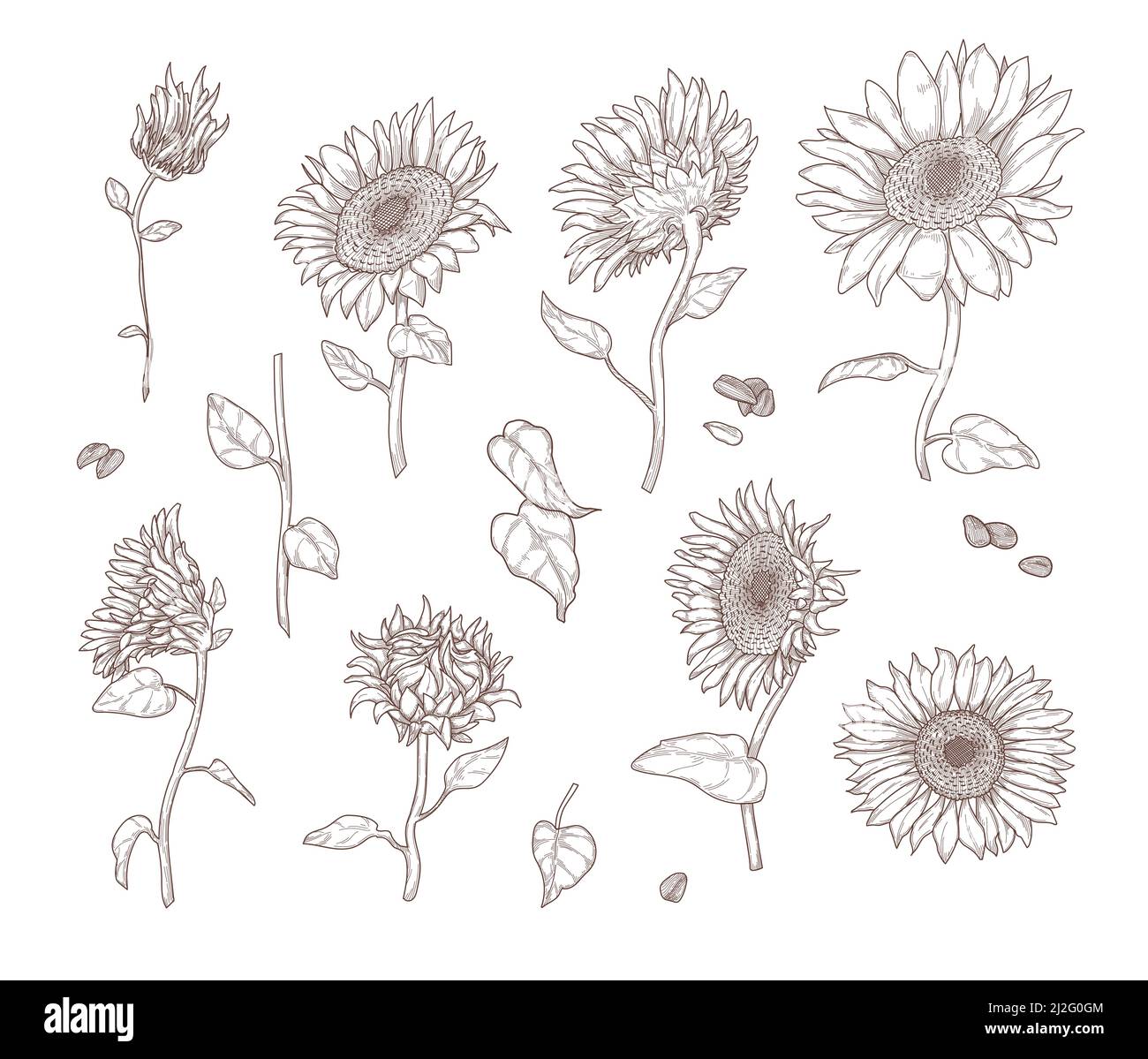 Set of monochrome sunflower sketches. Flat vector illustration ...