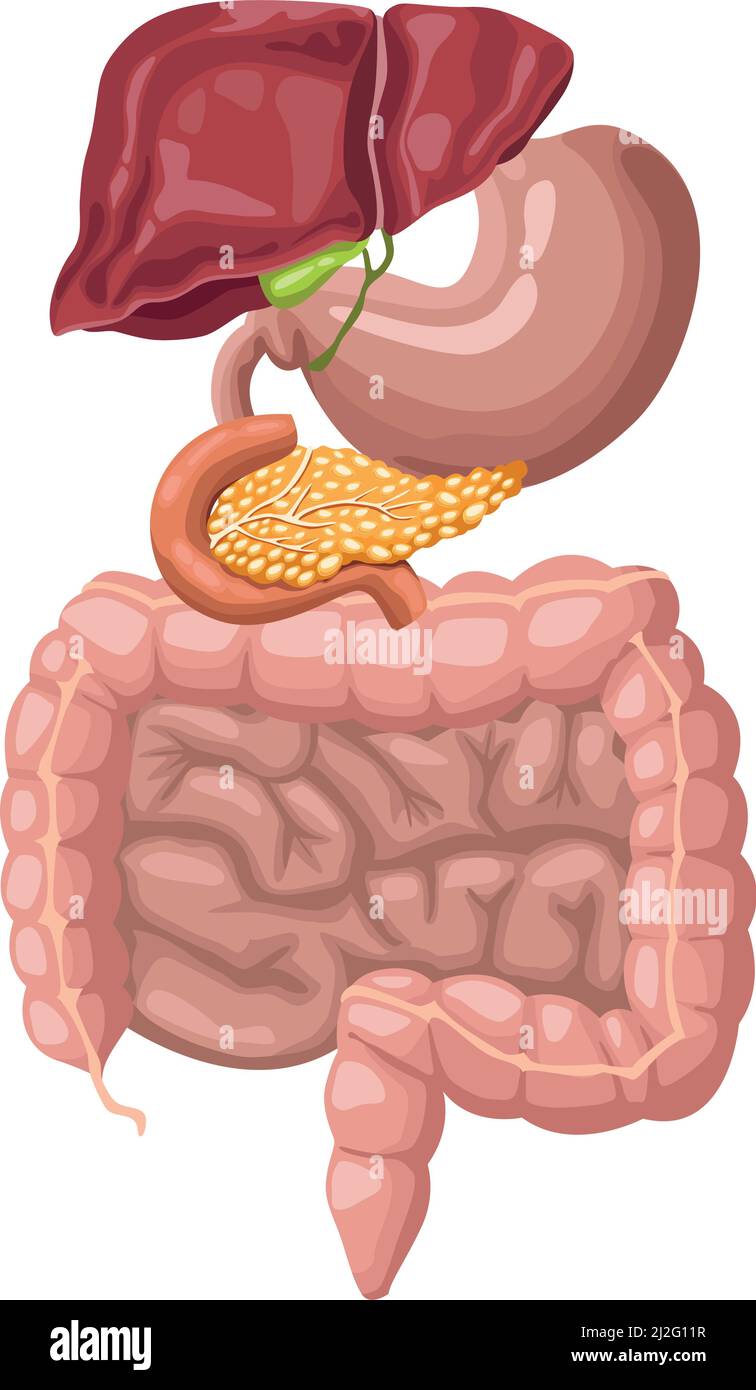 Digestive system realistic organs Cut Out Stock Images & Pictures - Alamy