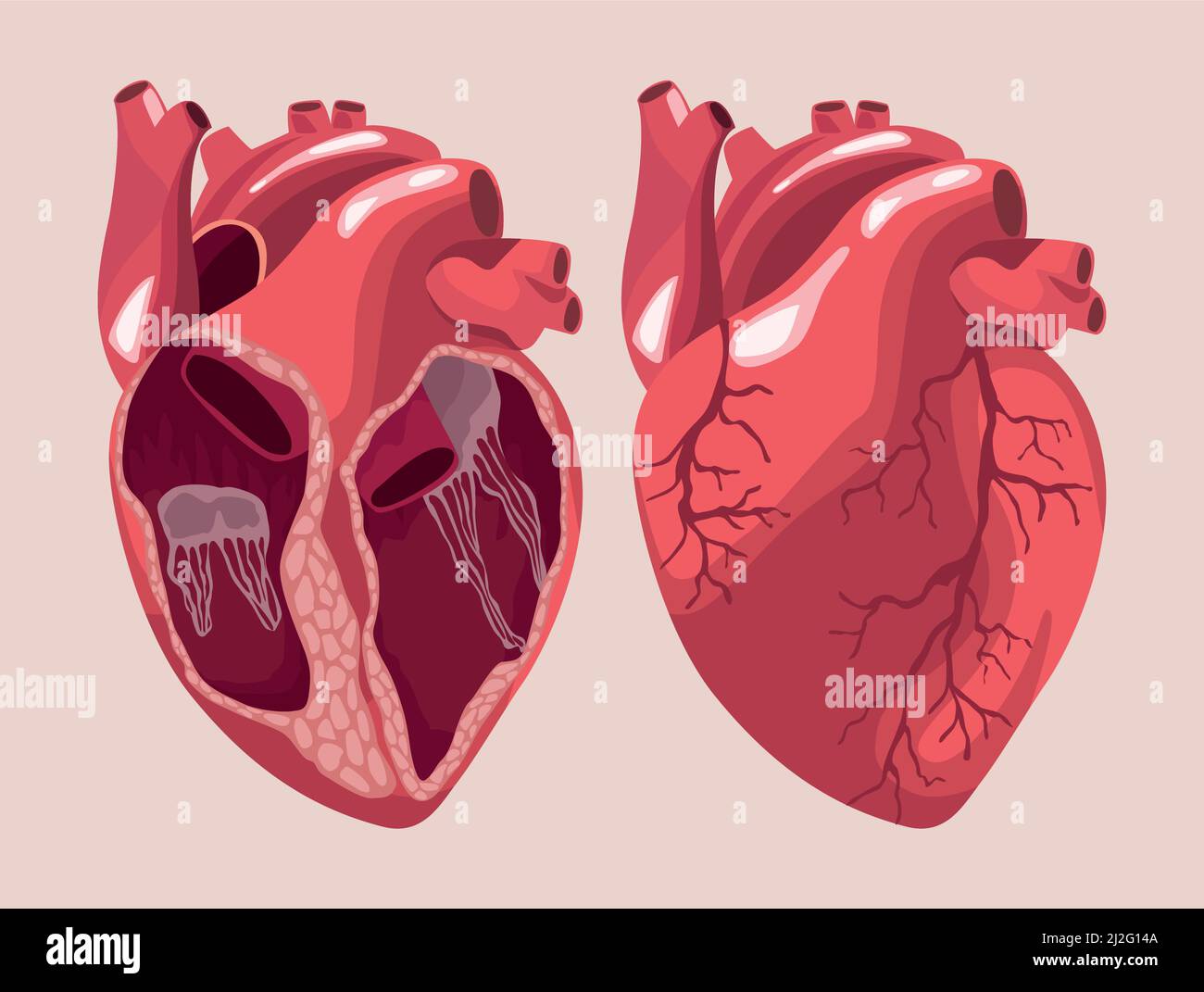 Human hearts anatomy Stock Vector Images - Alamy