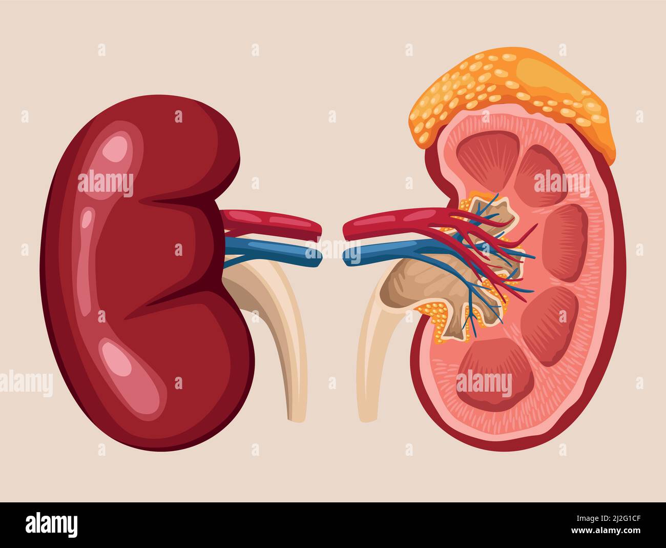 kidney realistic organs Stock Vector Image & Art - Alamy
