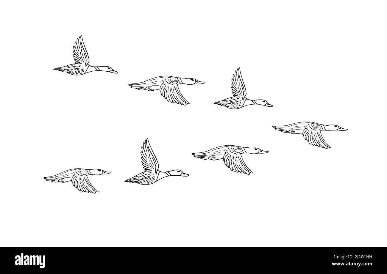 Vector black hand drawn flock of flying duck isolated on white ...