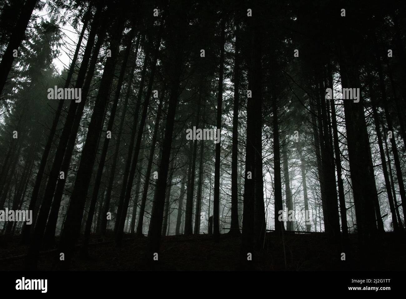 A silhouette of long trees in a forest Stock Photo - Alamy