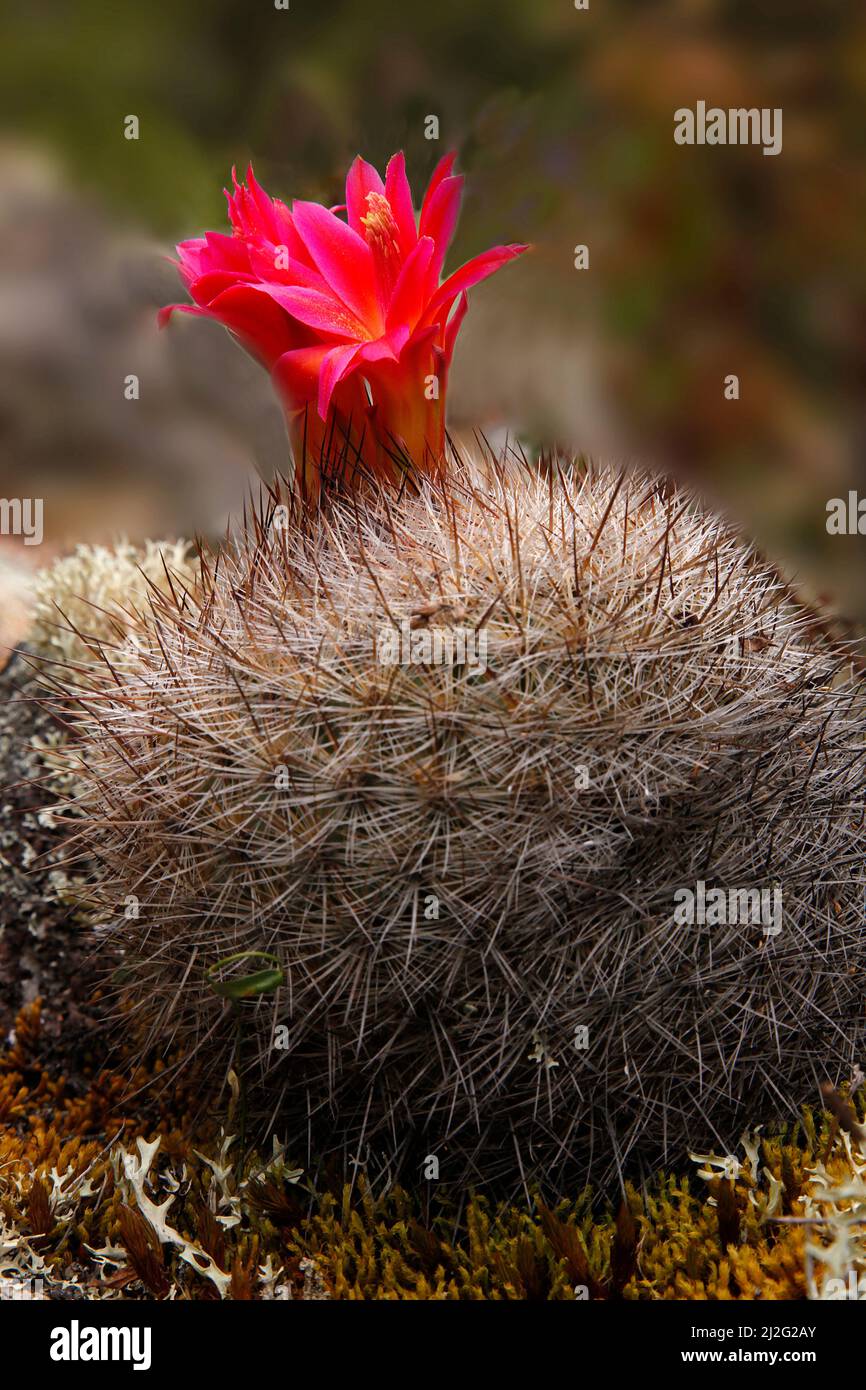 Flowering cactus, Santa Cruz Trek, Cordillera Blanca, Peru Stock Photo ...