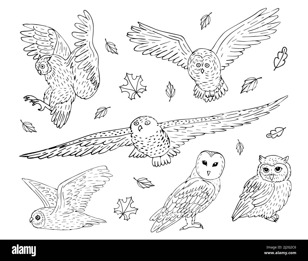Vector hand drawn sketch set bundle of owls isolated on white ...