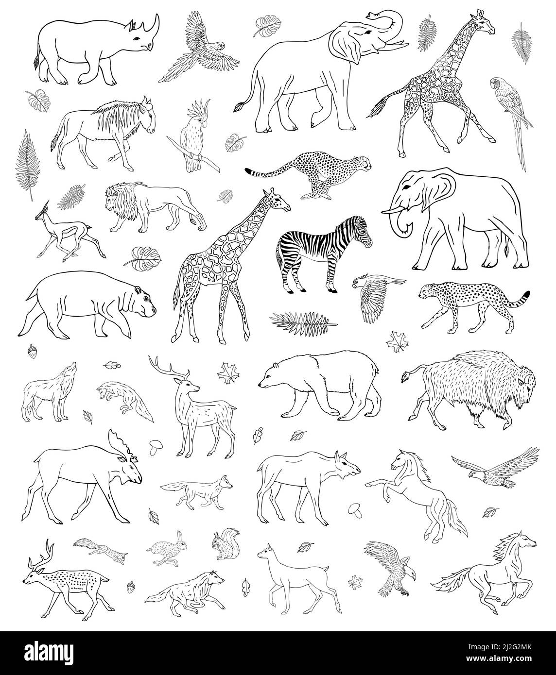 Vector hand drawn sketch set of different wild animals isolated on ...