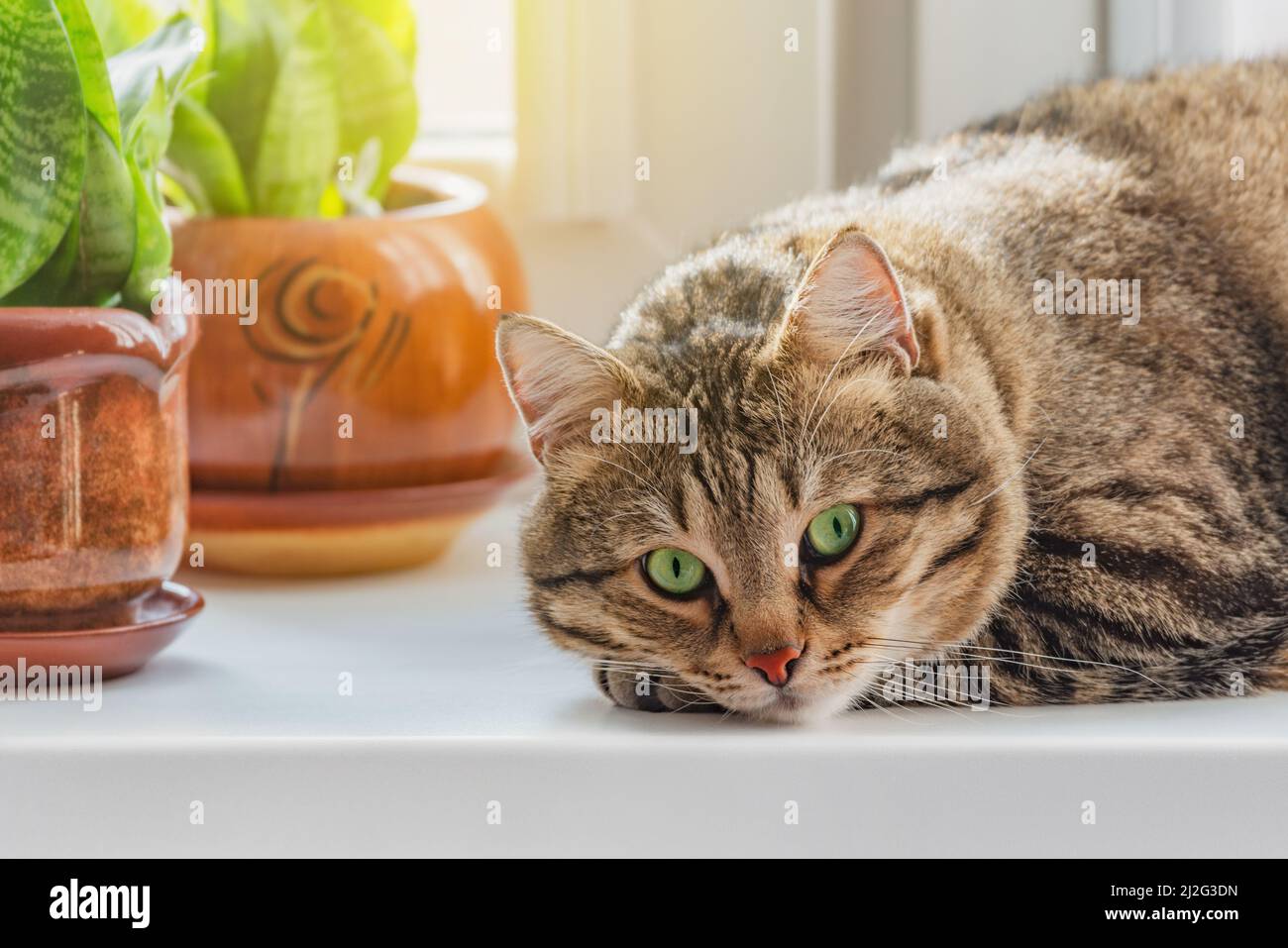 Close up image of the domestic male cat Stock Photo - Alamy